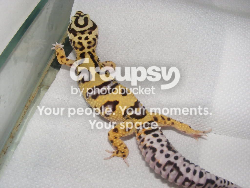 Mack snow bold stripe!!!!! | Reptile Forums