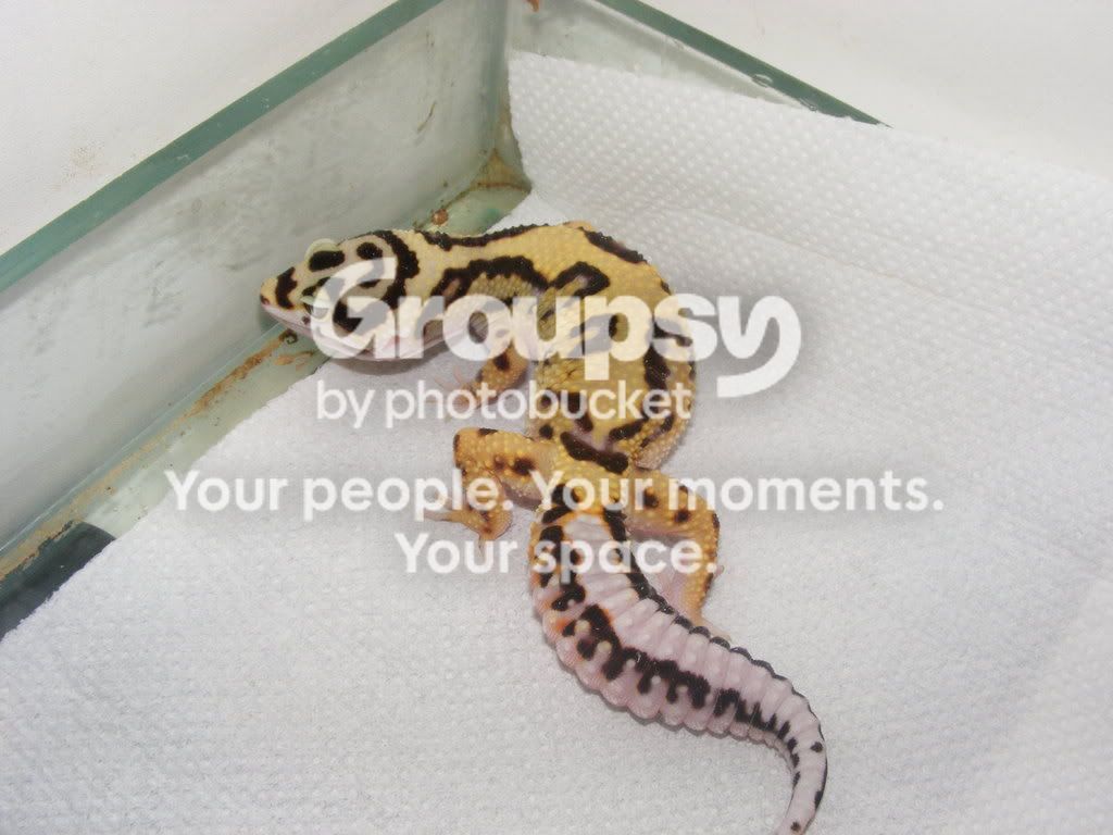 Mack snow bold stripe!!!!! | Reptile Forums