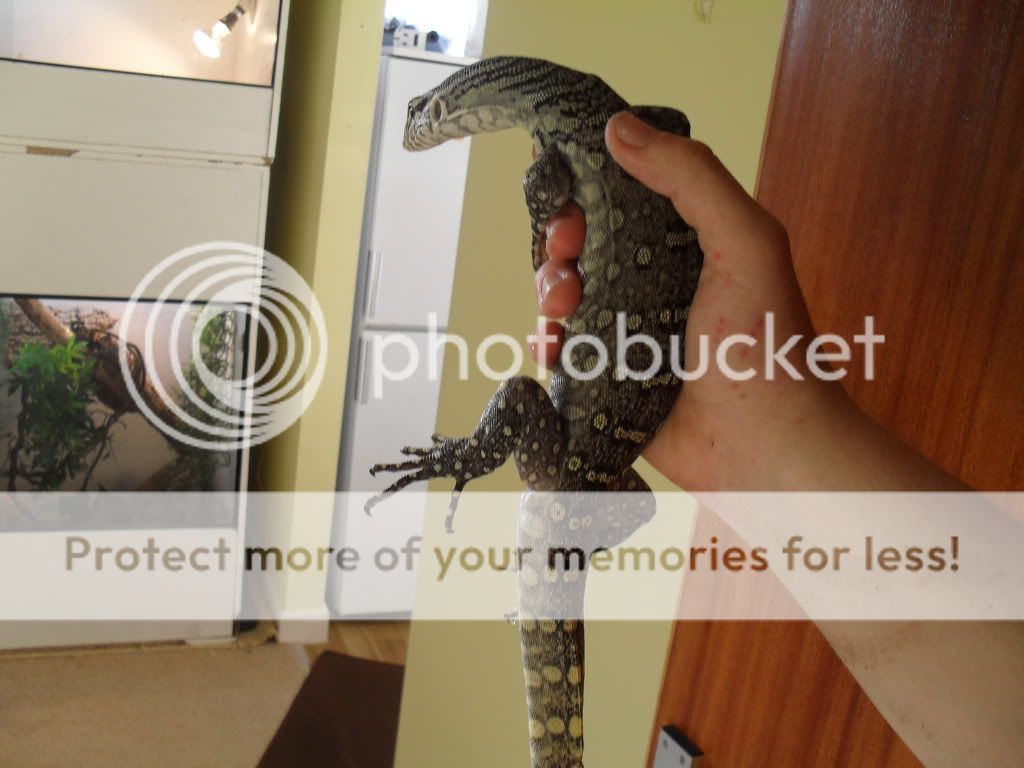 Female Royal + Nile monitor | Reptile Forums