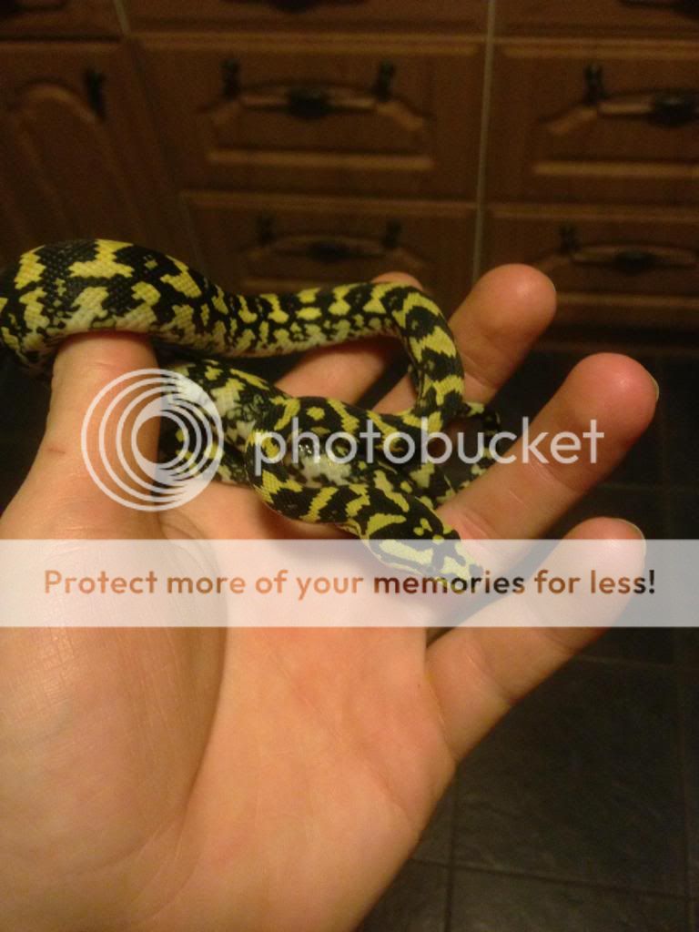 SE England - Various carpet pythons | Reptile Forums