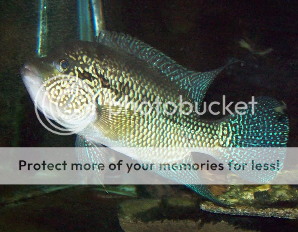 Dovii x | MonsterFishKeepers.com