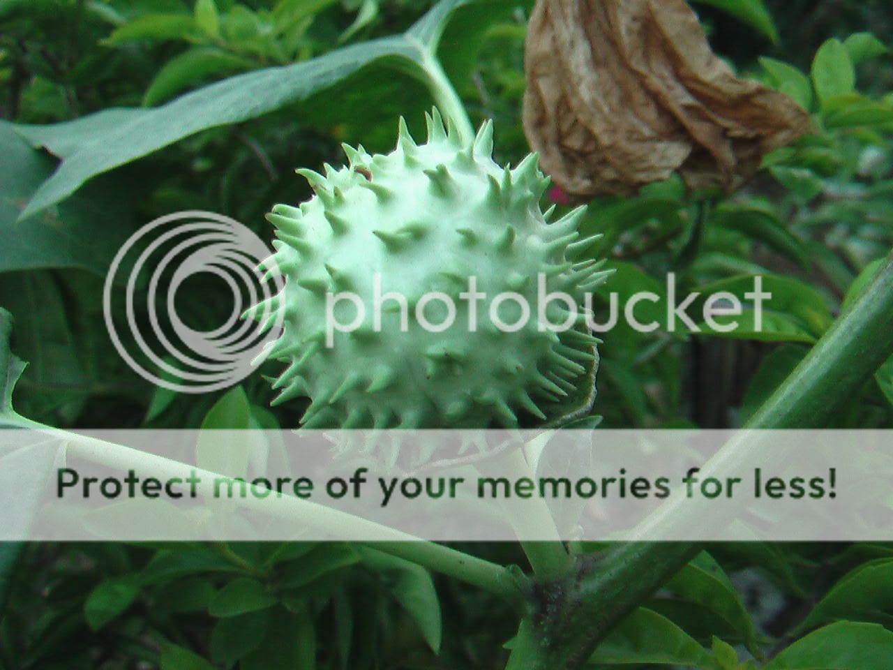 Katsubong Fruit Photo by wsloo2007 | Photobucket