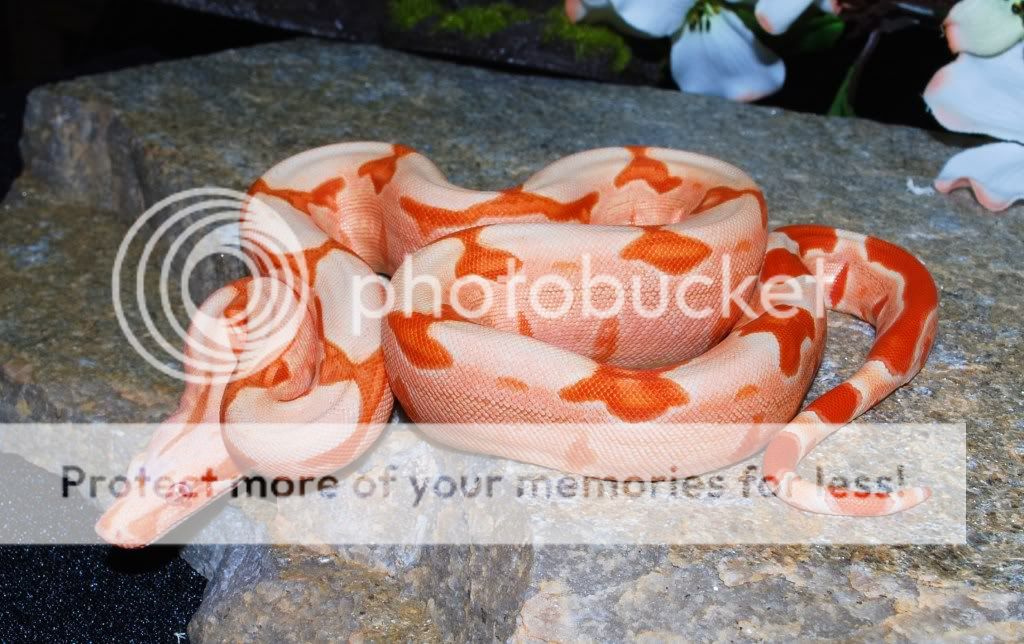 red tail boa + common boa = albino boas? - RedTailBoas Ultimate Reptile ...