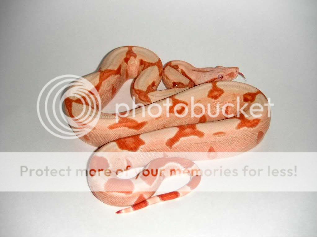 red tail boa + common boa = albino boas? - RedTailBoas Ultimate Reptile ...