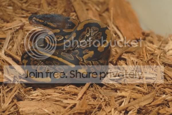 Ball Python Order with Brian Barczyk AKA SnakeBytes TV AKA BHB Reptiles ...