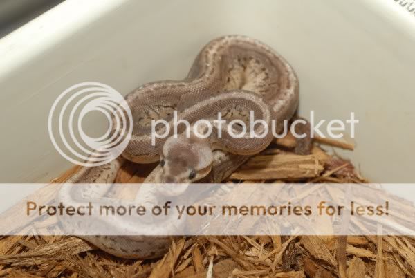 Ball Python Order with Brian Barczyk AKA SnakeBytes TV AKA BHB Reptiles ...