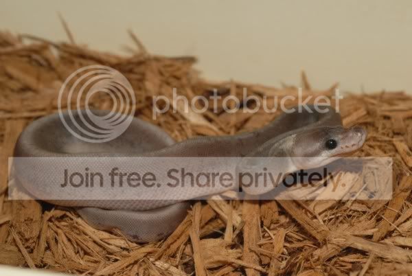 Ball Python Order with Brian Barczyk AKA SnakeBytes TV AKA BHB Reptiles ...