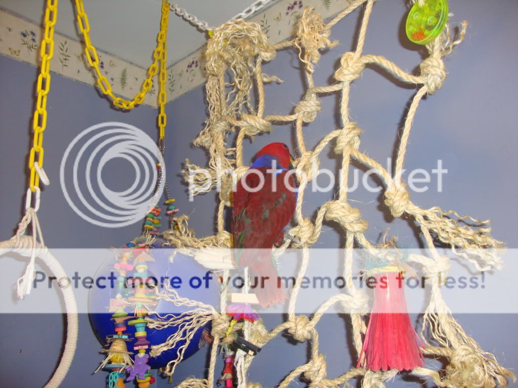 Look what I made . a cargo net ! | Avian Avenue Parrot Forum