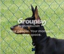 DOBERMANs...lets see them - AR15.COM