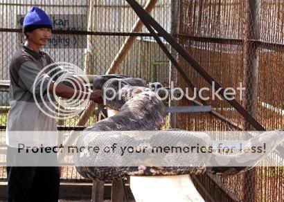 Longest snake in captivity-world record set by Fluffy