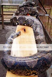 Longest snake in captivity-world record set by Fluffy