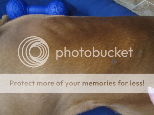 Skin Bumps | Boxer Breed Dog Forums