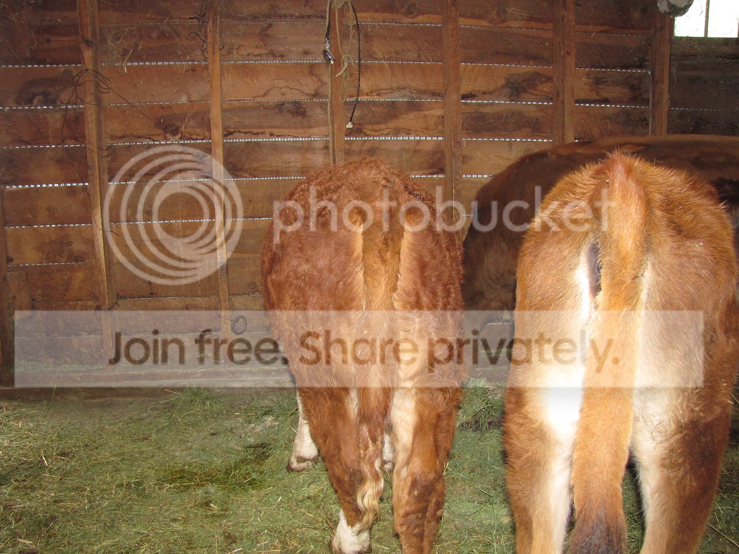 4-H Steer; Which One????? | CattleToday.com - Cattle, Cow & Ranching ...