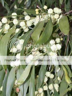 Voluntary Plants - just came up - TROPICAL LOOKING PLANTS - Other Than ...