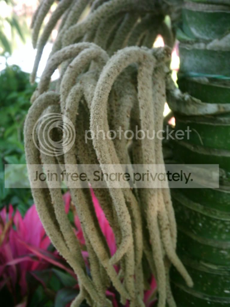 short Burretiokentia hapala flowering - DISCUSSING PALM TREES WORLDWIDE ...