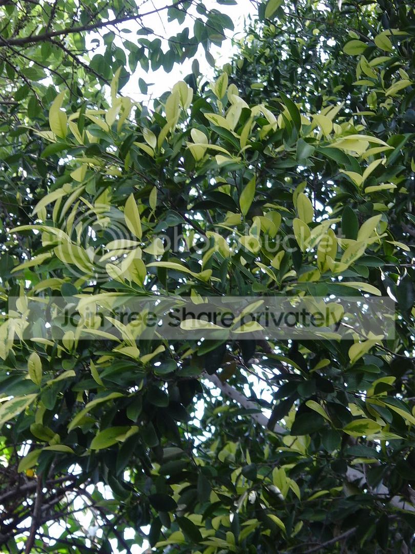 Yet some more unusual Ficus species-- variegated microcarpa cvs ...