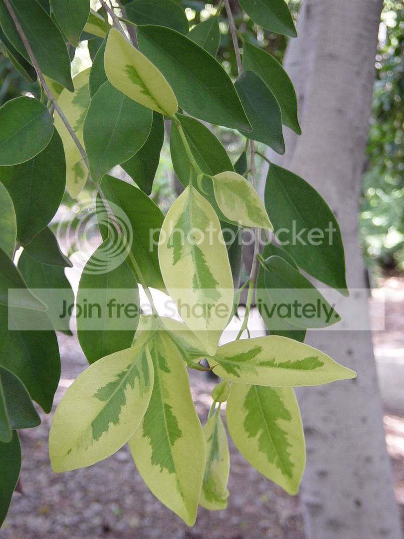 Yet some more unusual Ficus species-- variegated microcarpa cvs ...