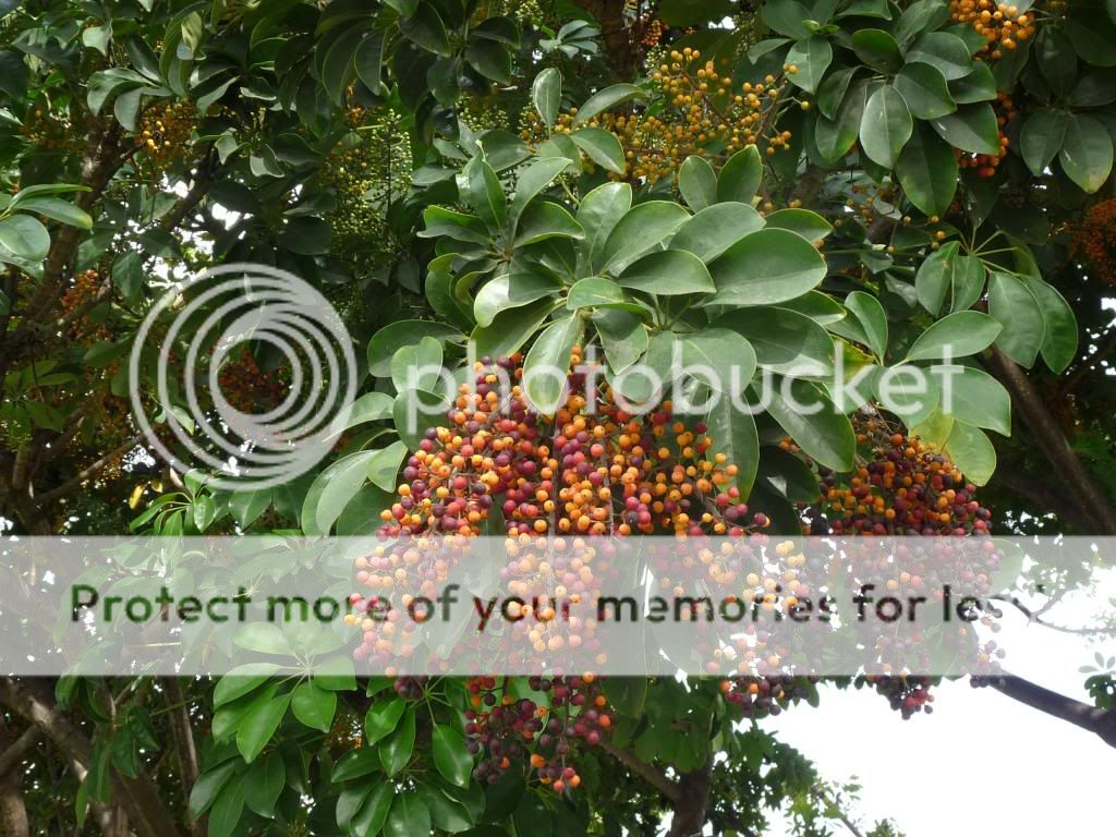 Big tree Schefflera arboricola fruiting - TROPICAL LOOKING PLANTS ...