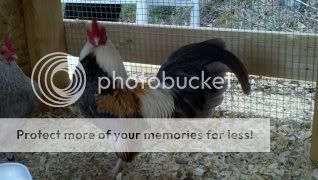 10+ All SQ OEGB eggs, rare varieties, proven winners! Many pics ...