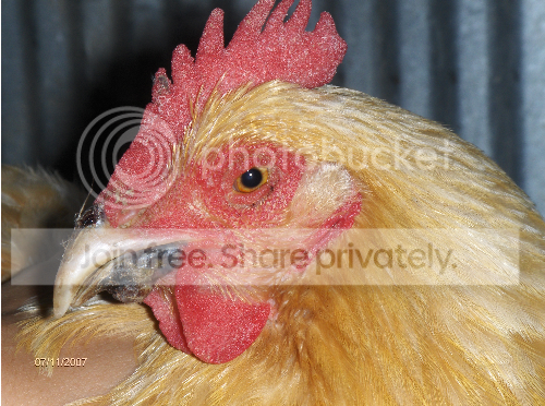 Lump On Beak! Added Pics! | BackYard Chickens - Learn How to Raise Chickens