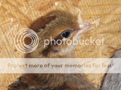 Rose Comb vs Single Comb Brown Loghorn | BackYard Chickens - Learn How ...